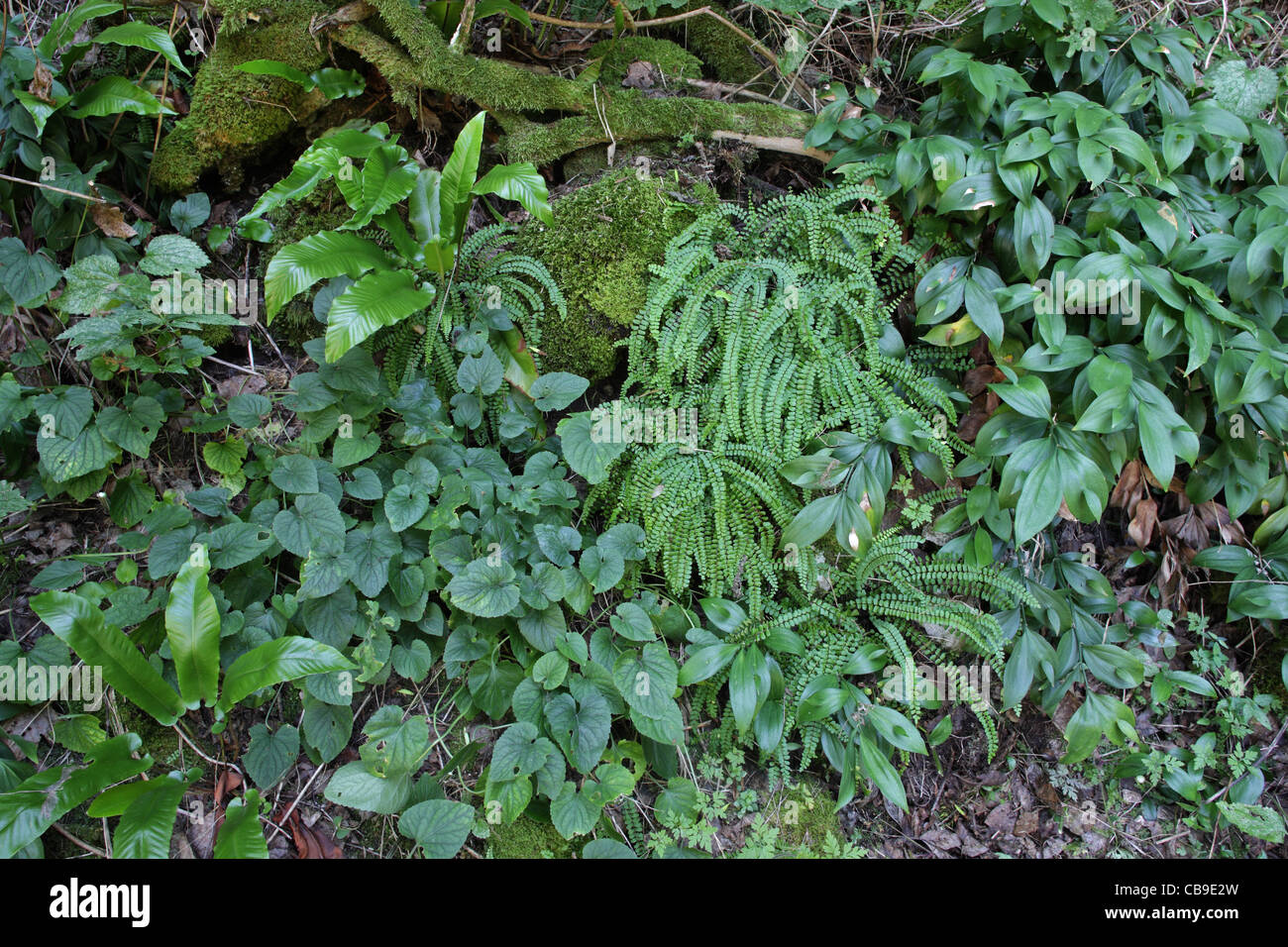 Ferns and moss hi-res stock photography and images - Alamy