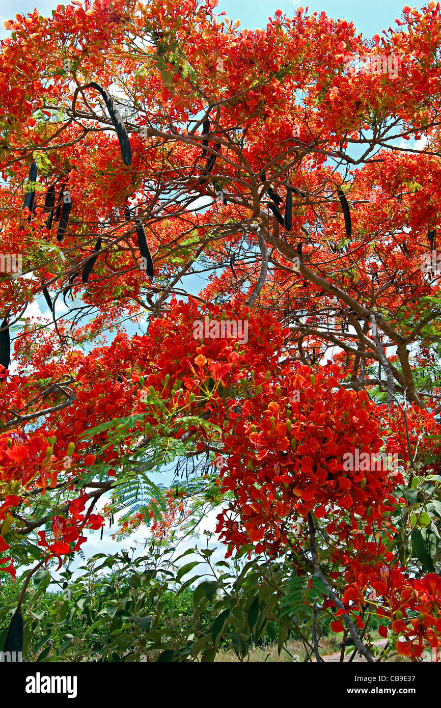 Tamarind Flowers on Ruta Puuc, Yucatan, Mexico Stock Photo - Alamy