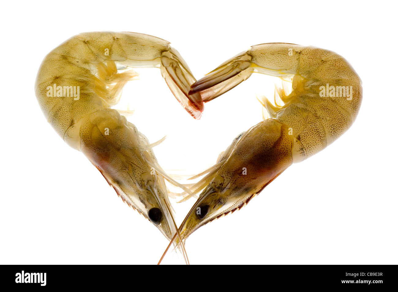 Two grey prawns forming a heart shape isolated on white background ...