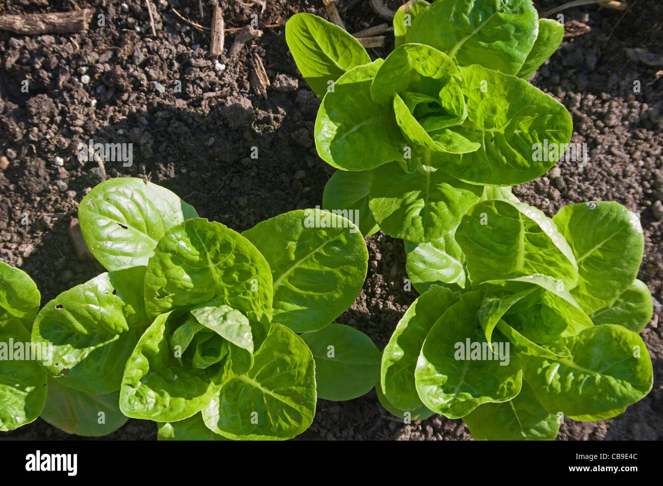 Three Little Gem lettuce growing in vegetable garden in summer sunshine ...