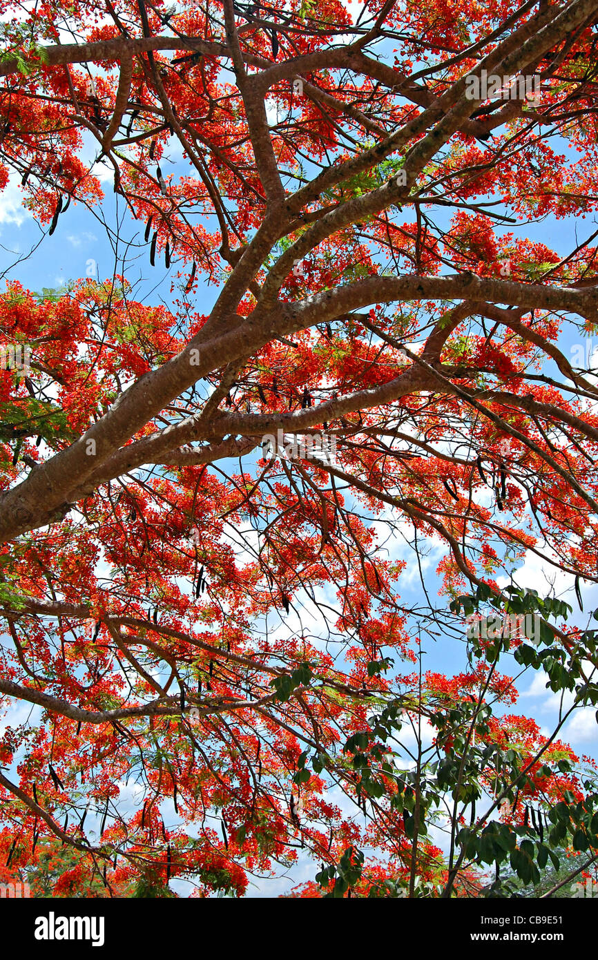 Tamarind Flowers on Ruta Puuc, Yucatan, Mexico Stock Photo - Alamy