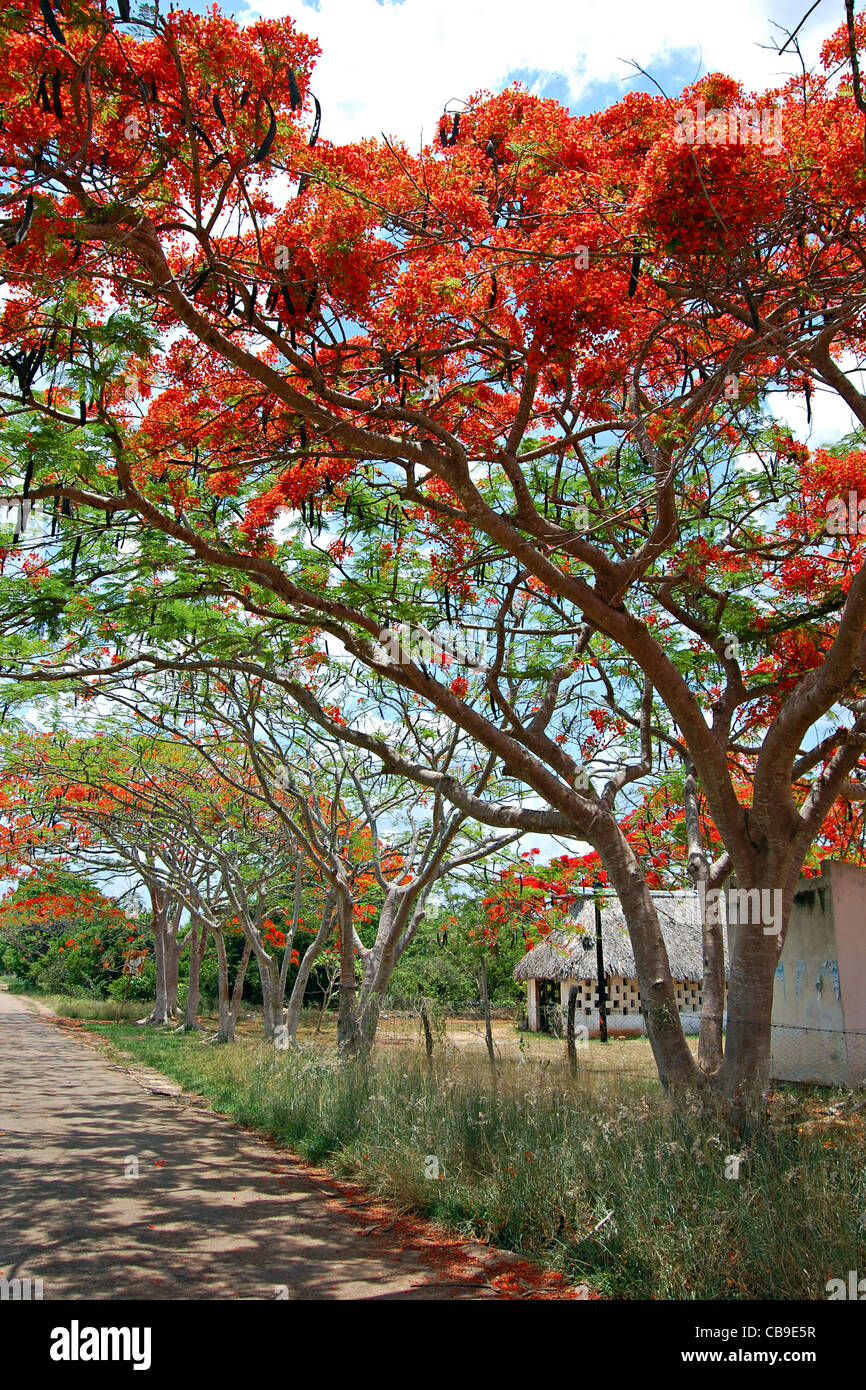 Tamarind Flowers on Ruta Puuc, Yucatan, Mexico Stock Photo - Alamy