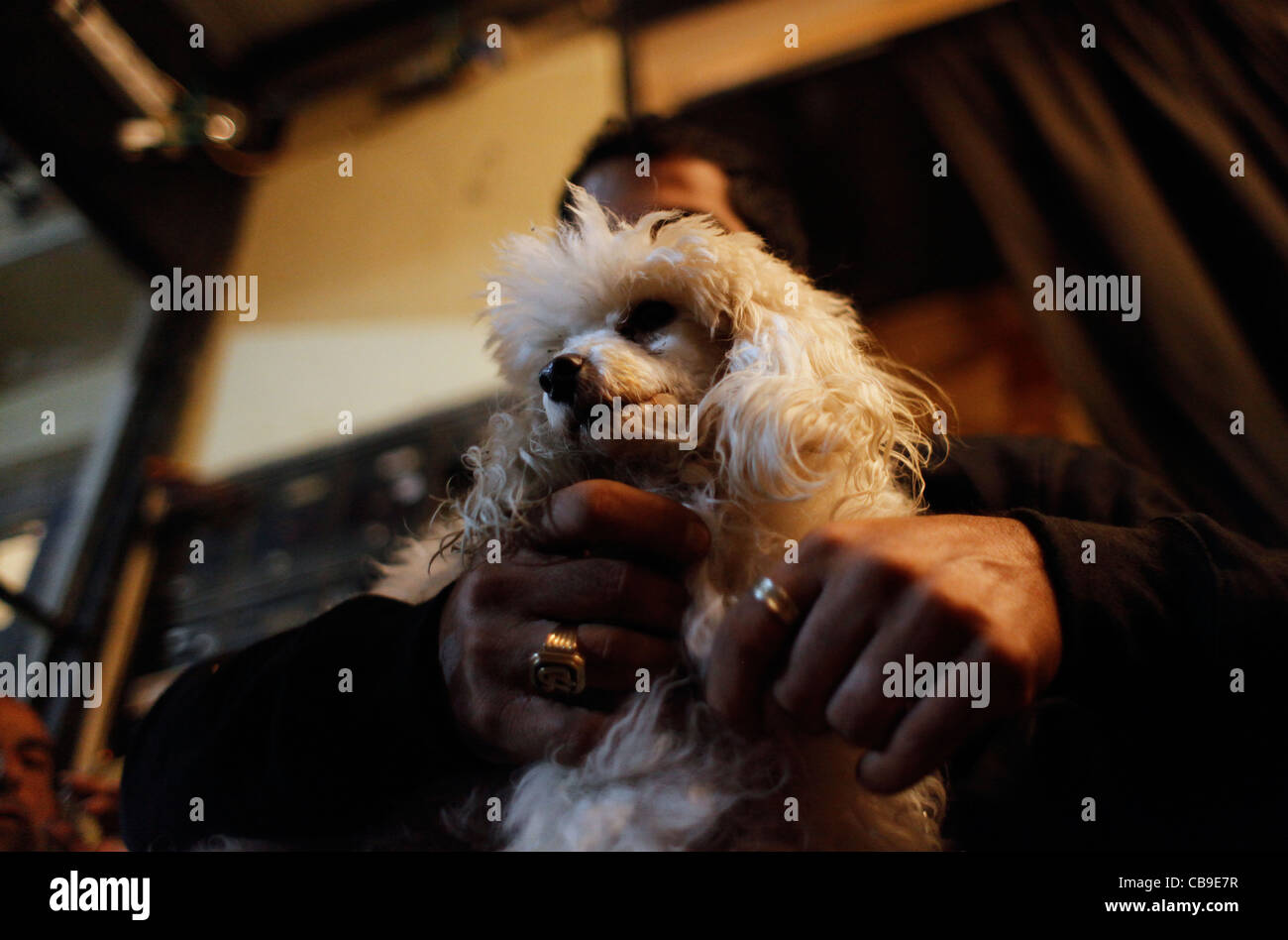 A man holding a puddle dog in a bar downtown Tel Aviv Israel Stock ...