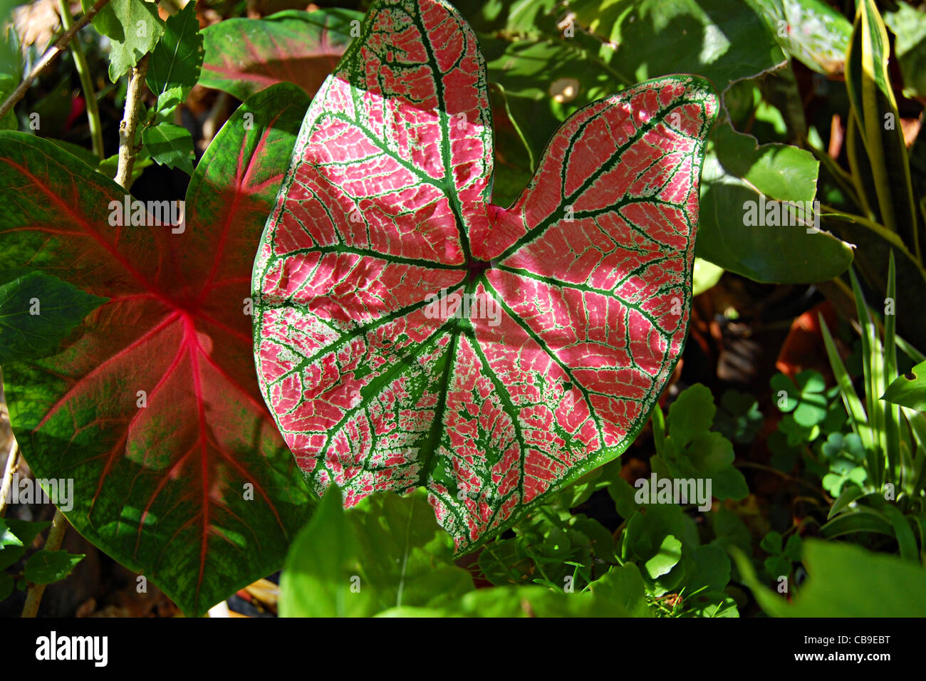 Unusual Ornamental Plant Leaf, Sayil, Yucatan, Mexico Stock Photo - Alamy