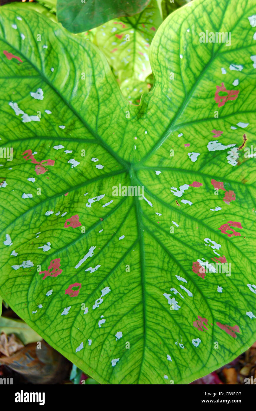 Unusual Ornamental Plant Leaf, Sayil, Yucatan, Mexico Stock Photo - Alamy