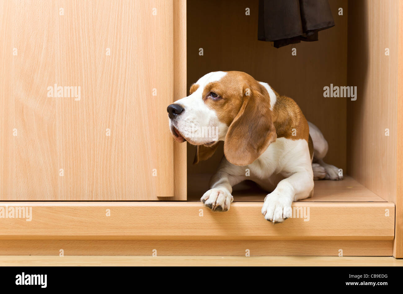 Lazy beagle hi-res stock photography and images - Alamy