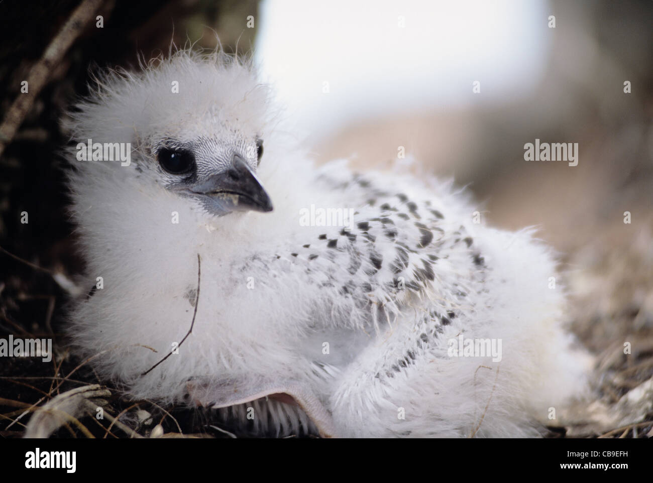 Hawaii, Kauai, Kilauea National Wildlife Refuge, Koa`e ula, Red-tailed ...