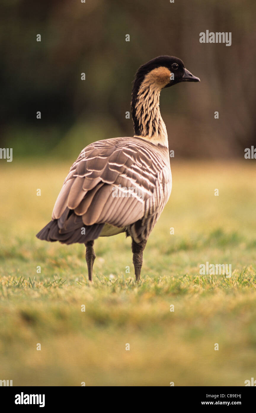 Hawaii, Kauai, Nene, Hawaiian Goose, state bird, Branta sandvicensis ...