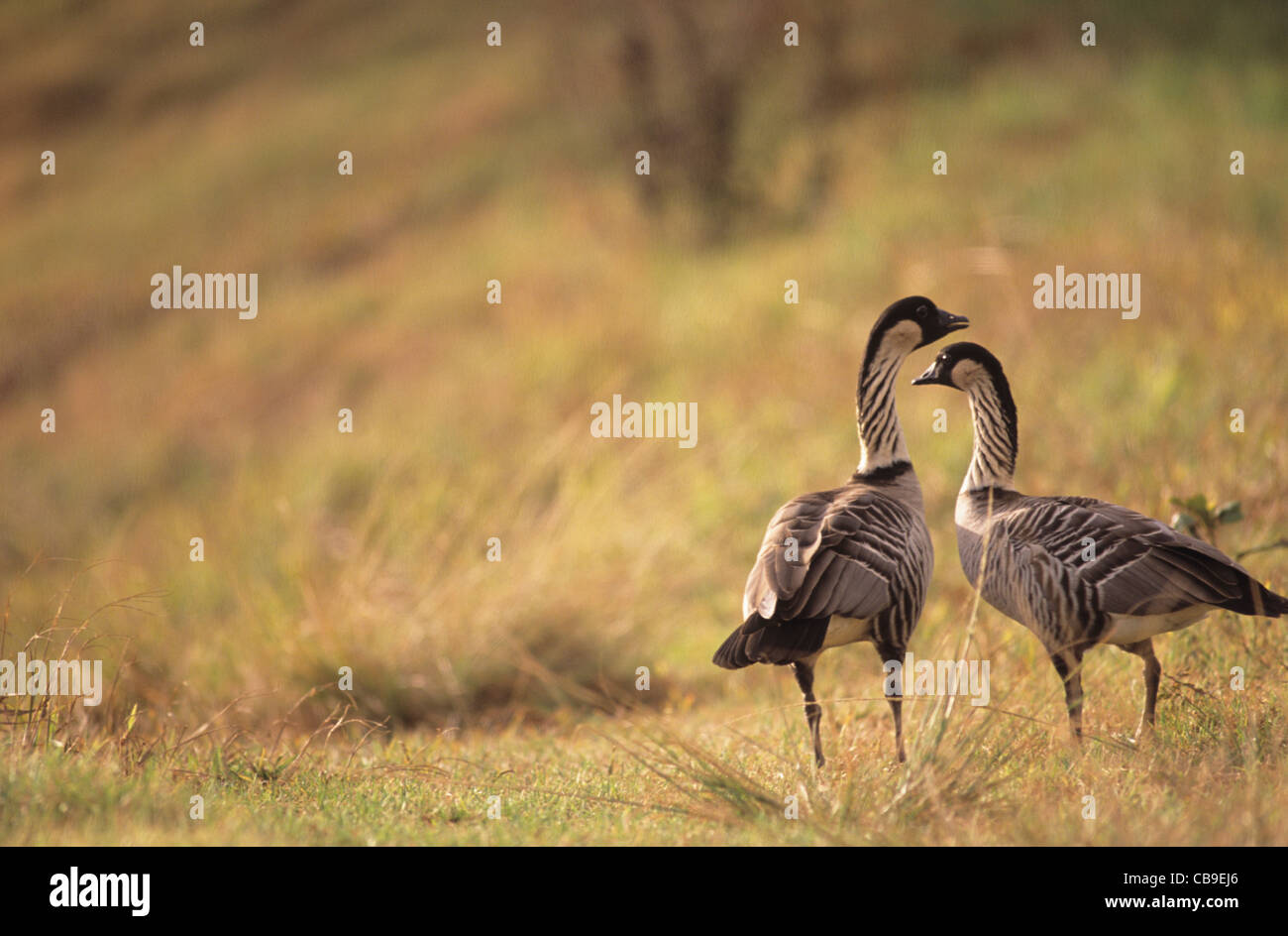 Hawaii, Kauai, Nene, Hawaiian Goose, state bird, Branta sandvicensis ...
