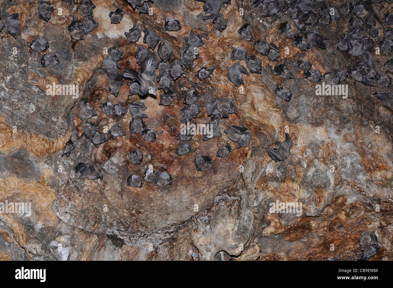 Israel, Carmel Mountain, Rakefet cave. A large colony of bats live in ...