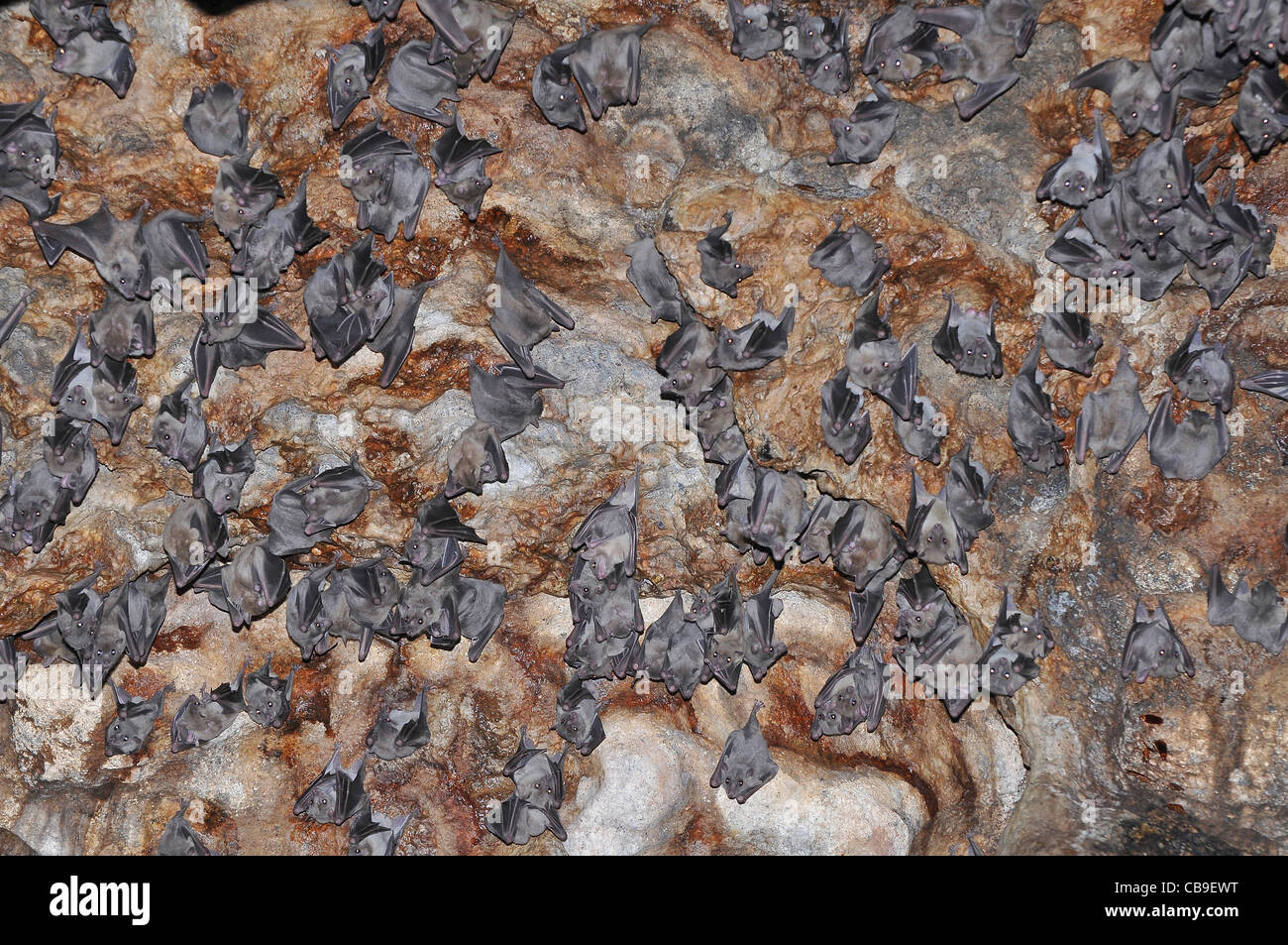 Colony of bats in cave hi-res stock photography and images - Alamy
