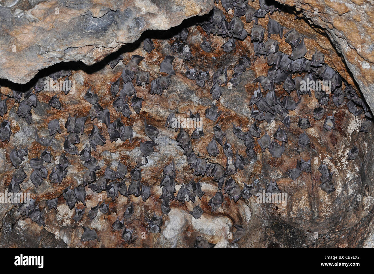 Caves Where Bats Live