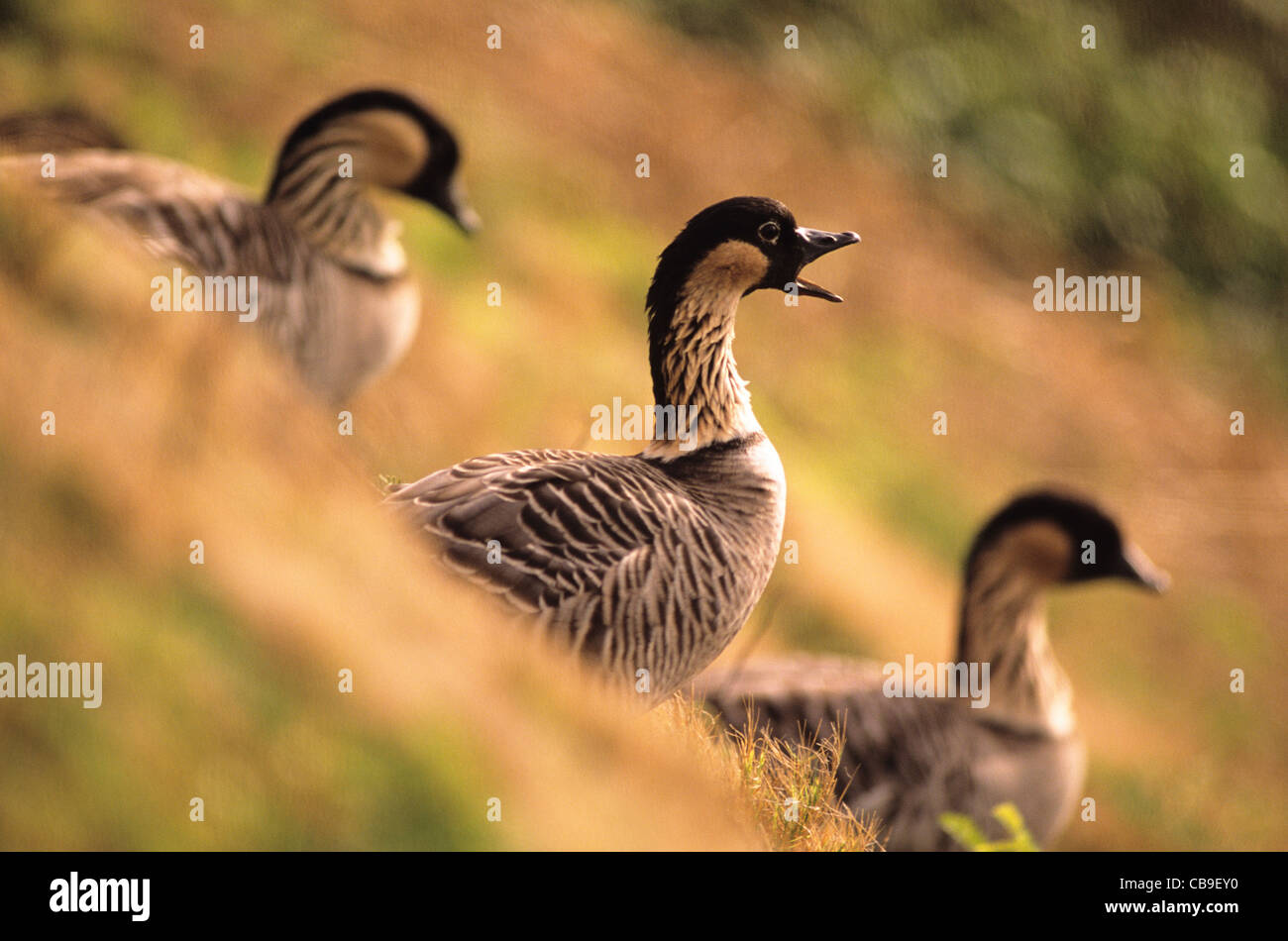 Hawaii, Kauai, Nene, Hawaiian Goose, state bird, Branta sandvicensis ...