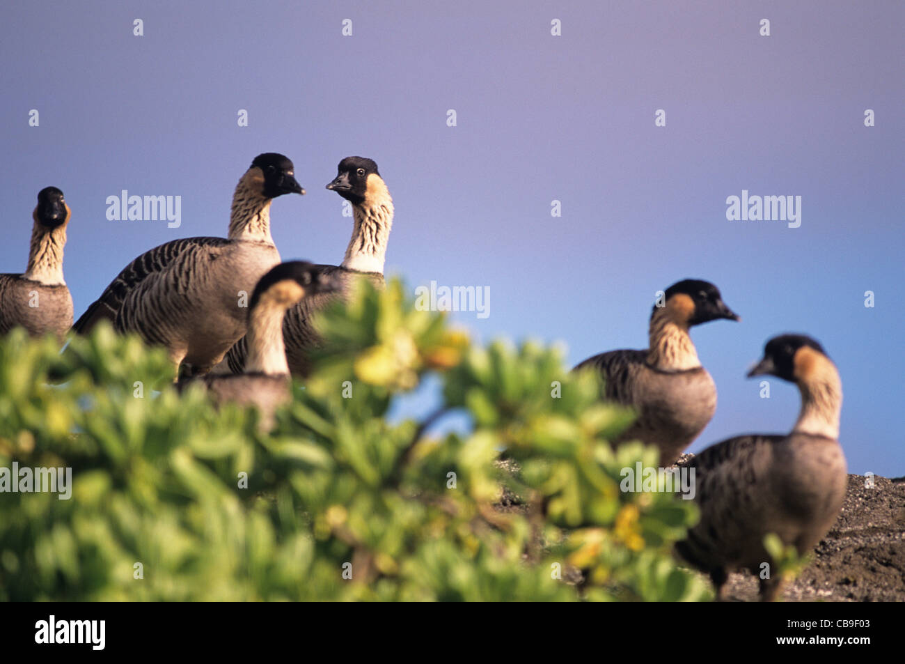 Hawaii, Kauai, Nene, Hawaiian Goose, state bird, Branta sandvicensis ...