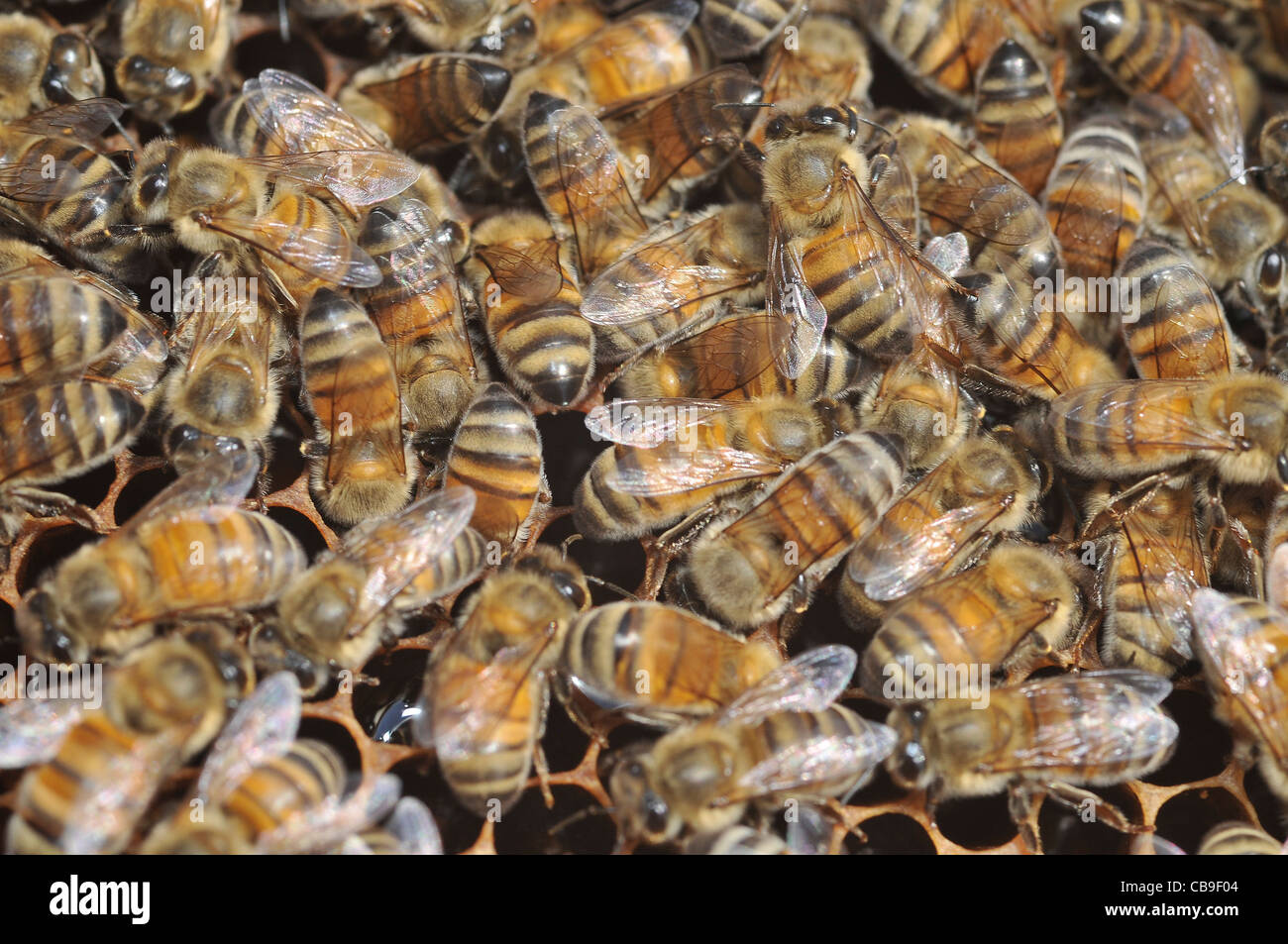 Worker bees on a honeycomb Stock Photo - Alamy