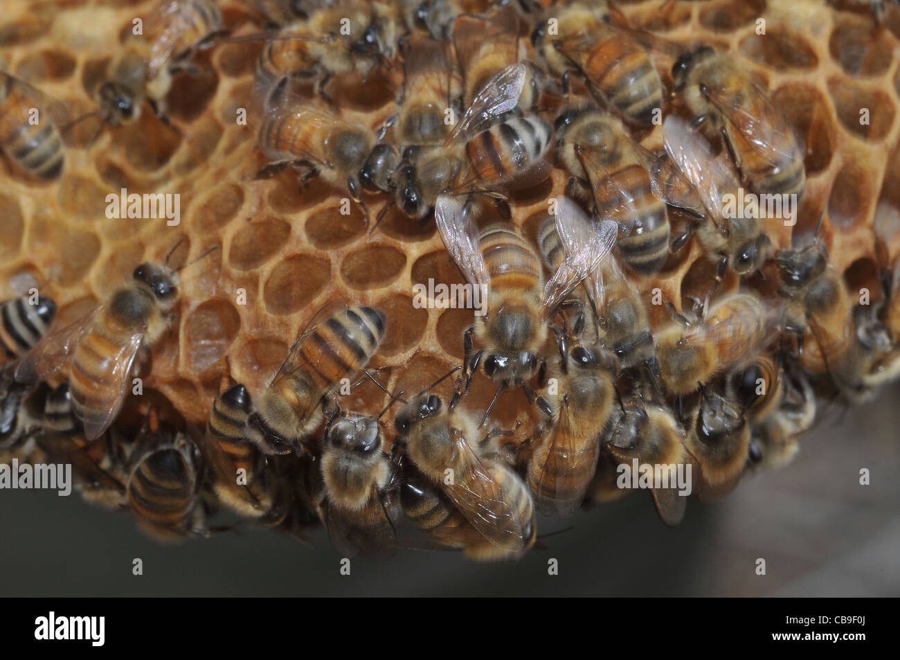 Worker bees on a honeycomb Stock Photo - Alamy