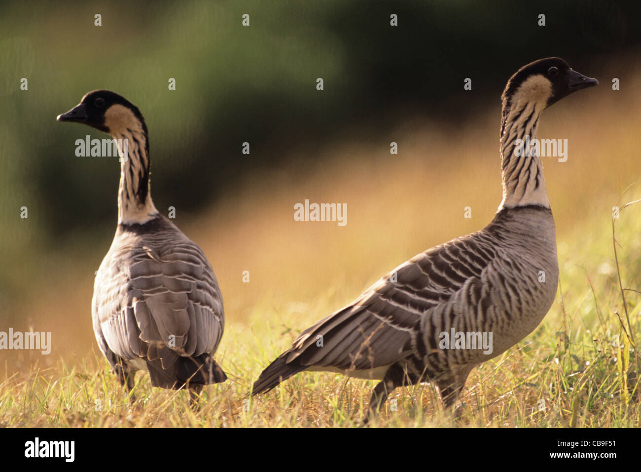 Hawaii, Kauai, Nene, Hawaiian Goose, state bird, Branta sandvicensis ...