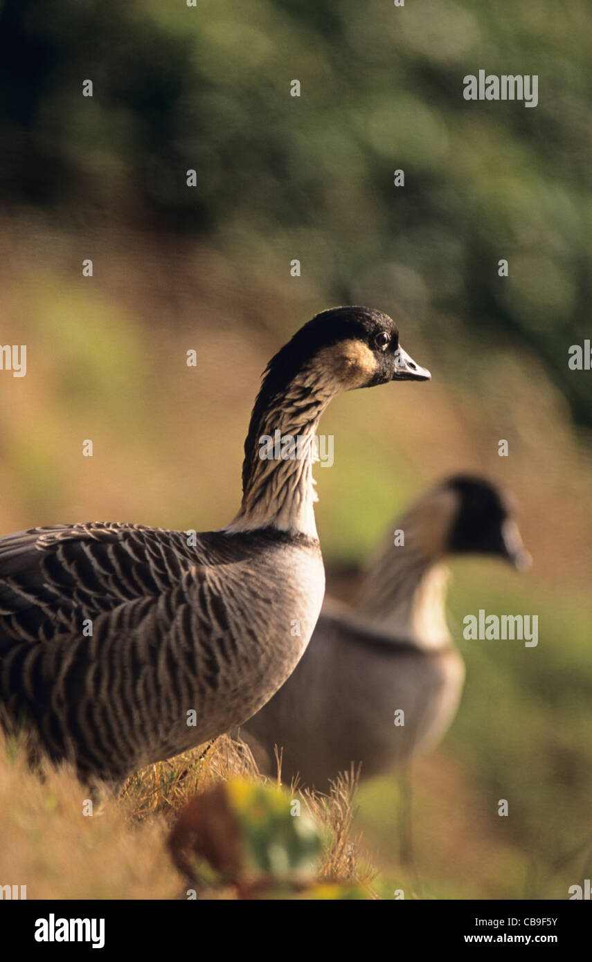 Hawaii, Kauai, Nene, Hawaiian Goose, state bird, Branta sandvicensis ...
