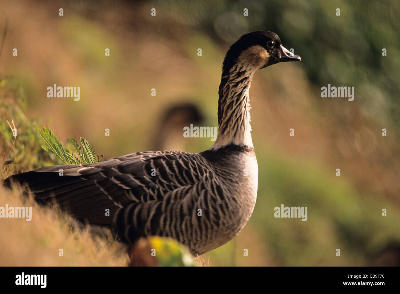 Hawaii, Kauai, Nene, Hawaiian Goose, state bird, Branta sandvicensis ...