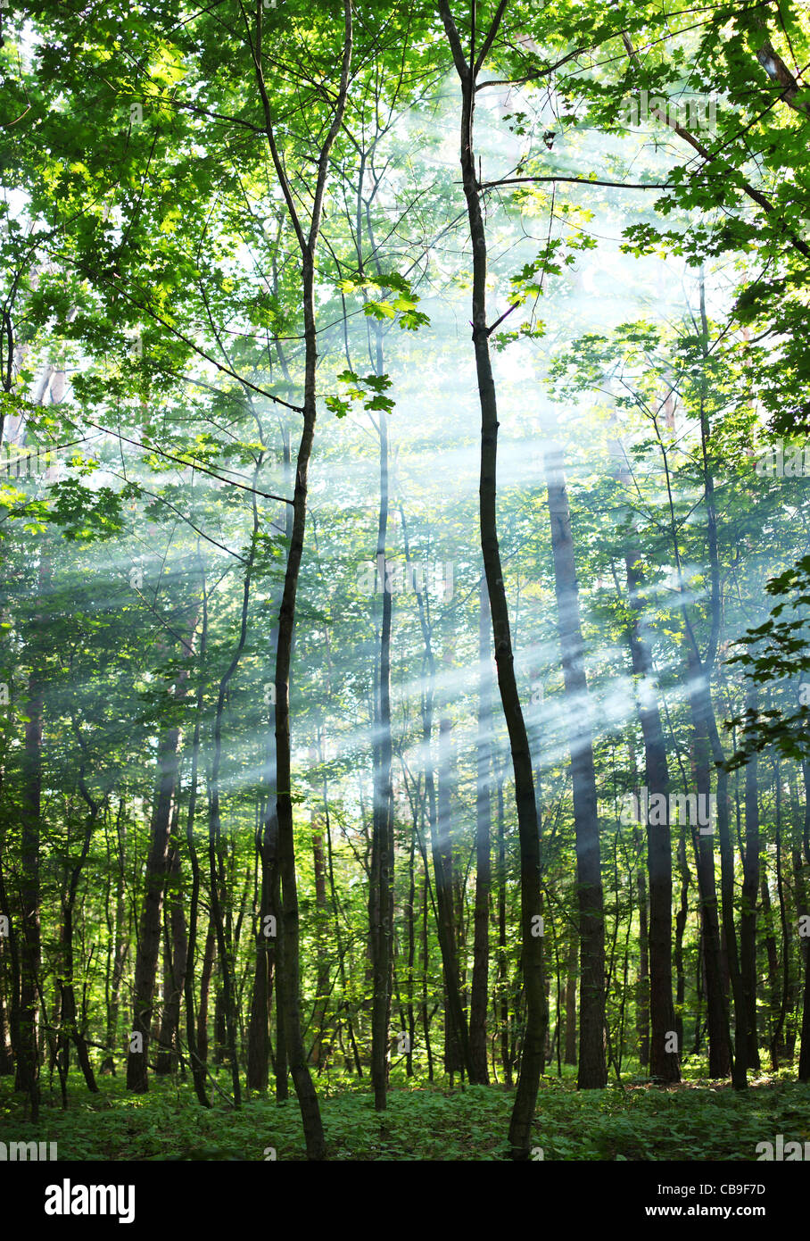The sun's rays shining through the trees in the forest Stock Photo - Alamy
