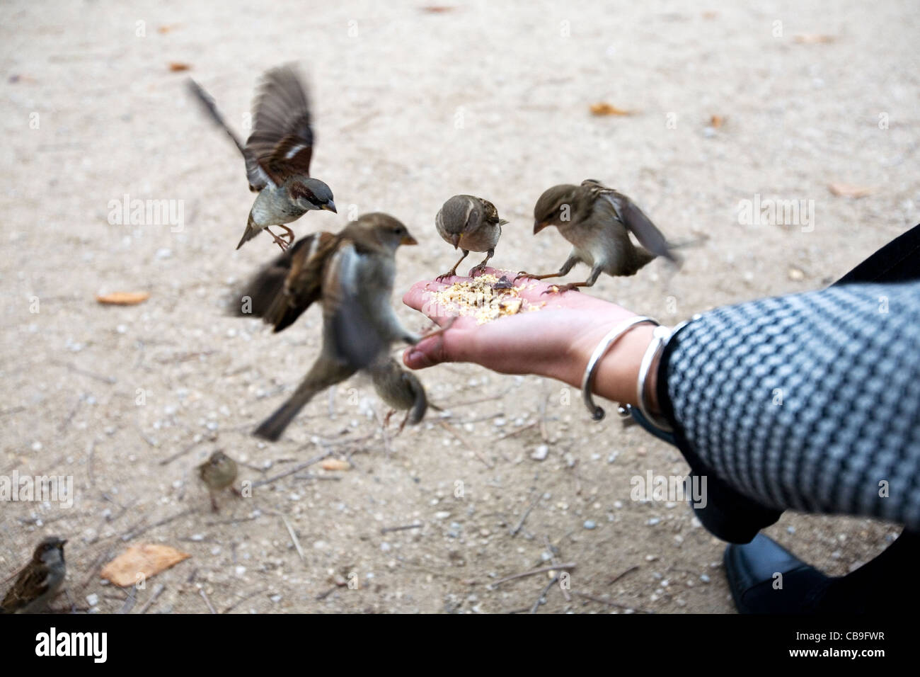 Hand Feeding With Sparrows
