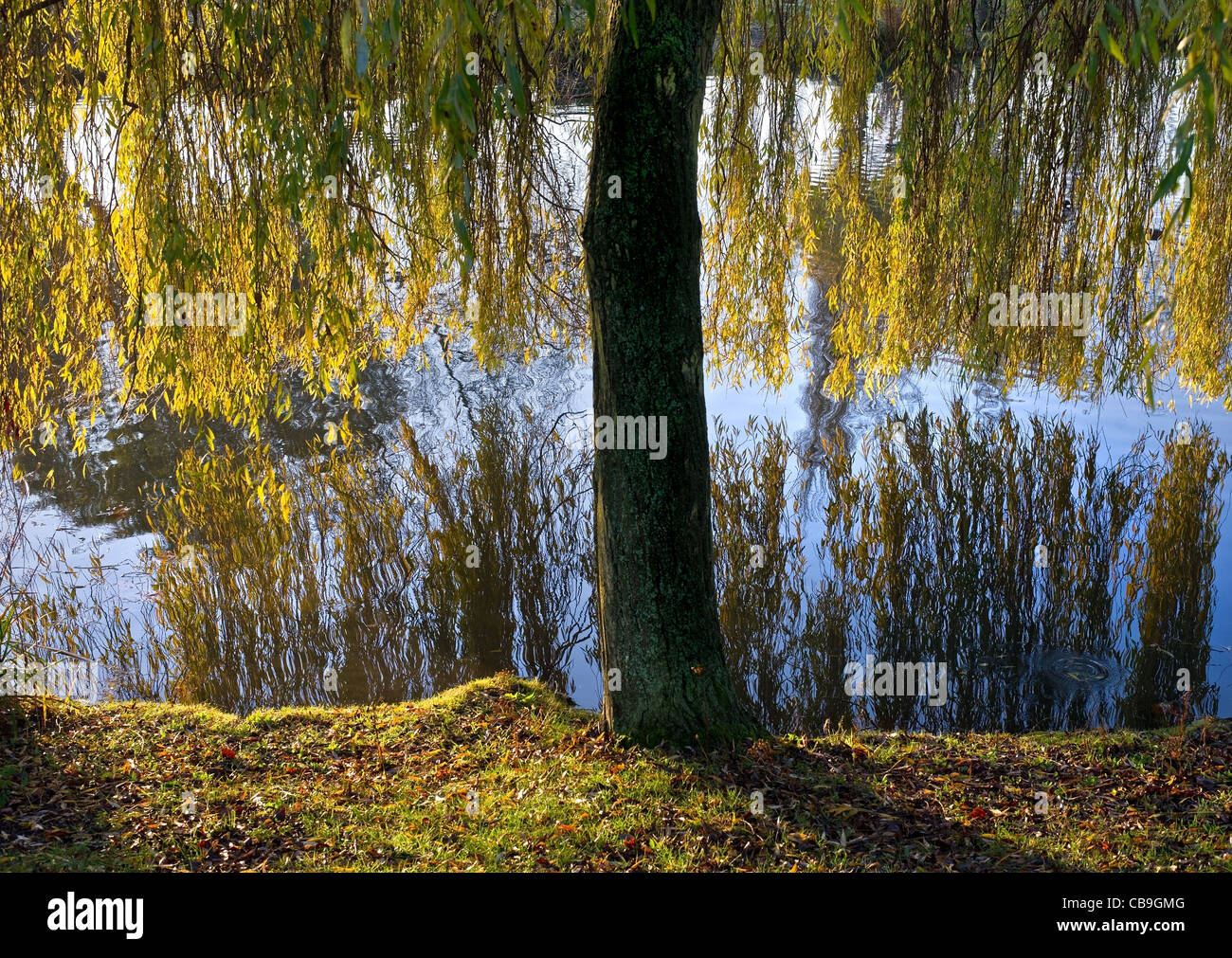 A willow tree on the bank of a lake Stock Photo - Alamy