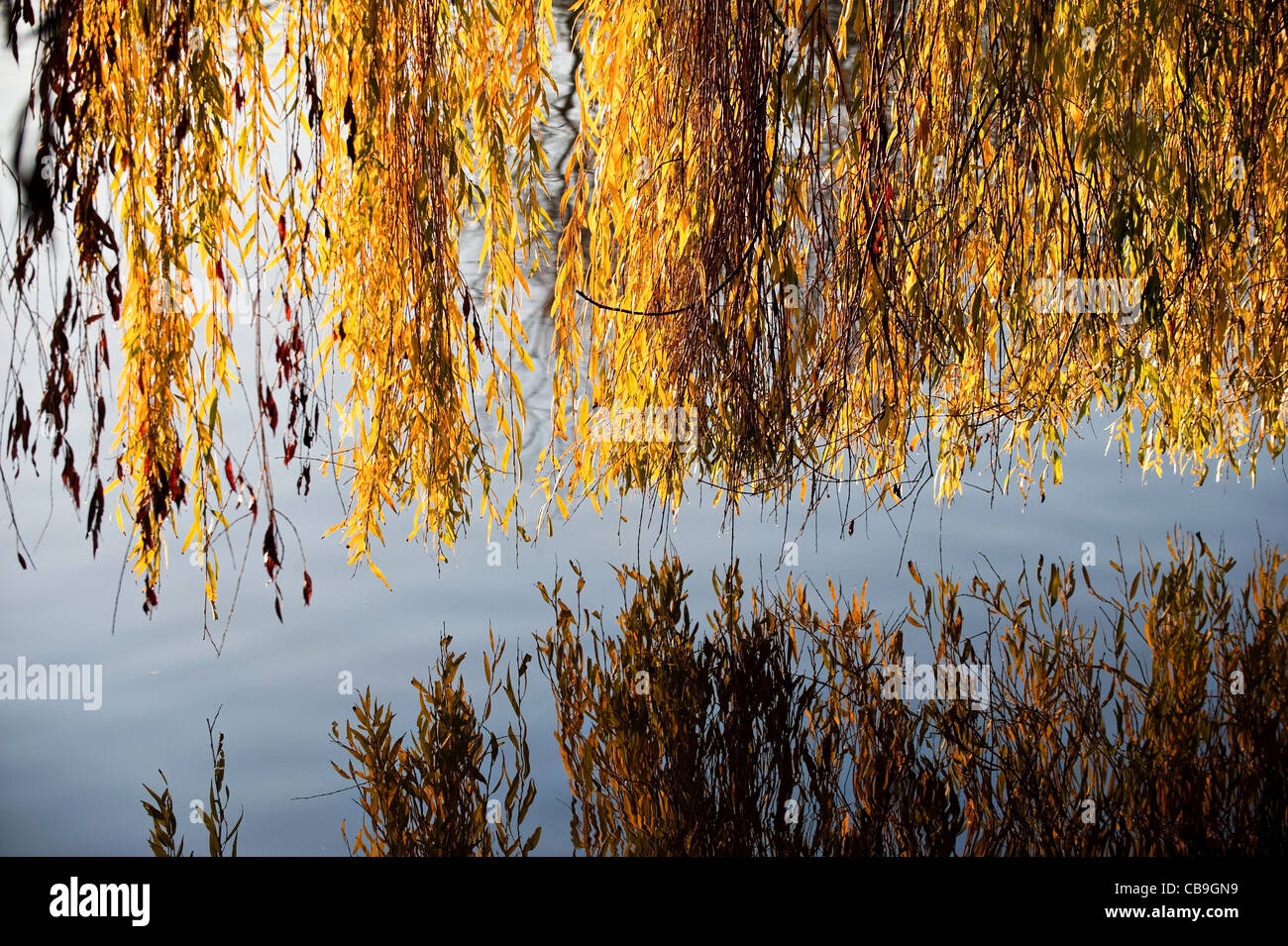 Reflection of willow tree foliage in water Stock Photo - Alamy