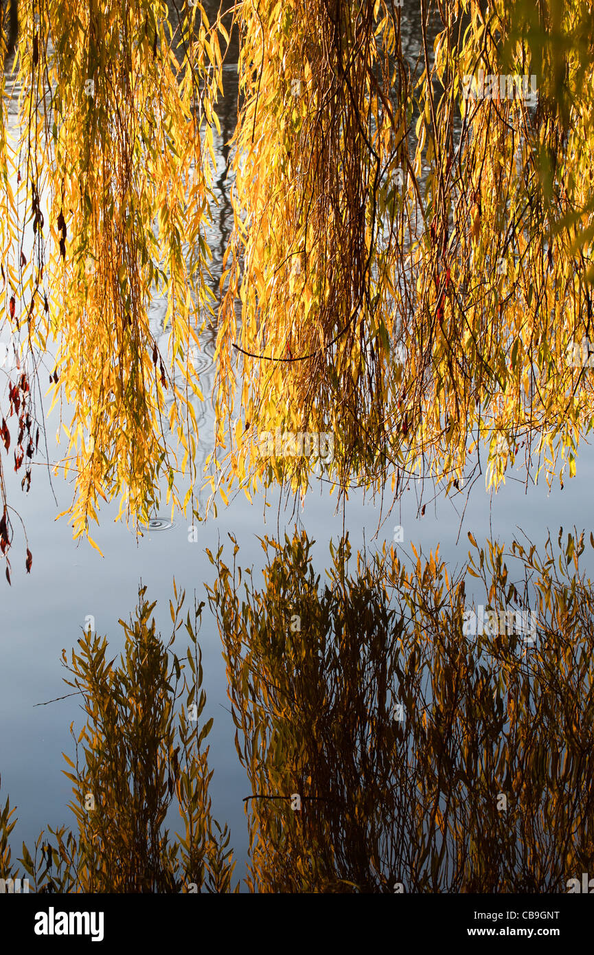 Reflection of willow tree foliage in water Stock Photo - Alamy