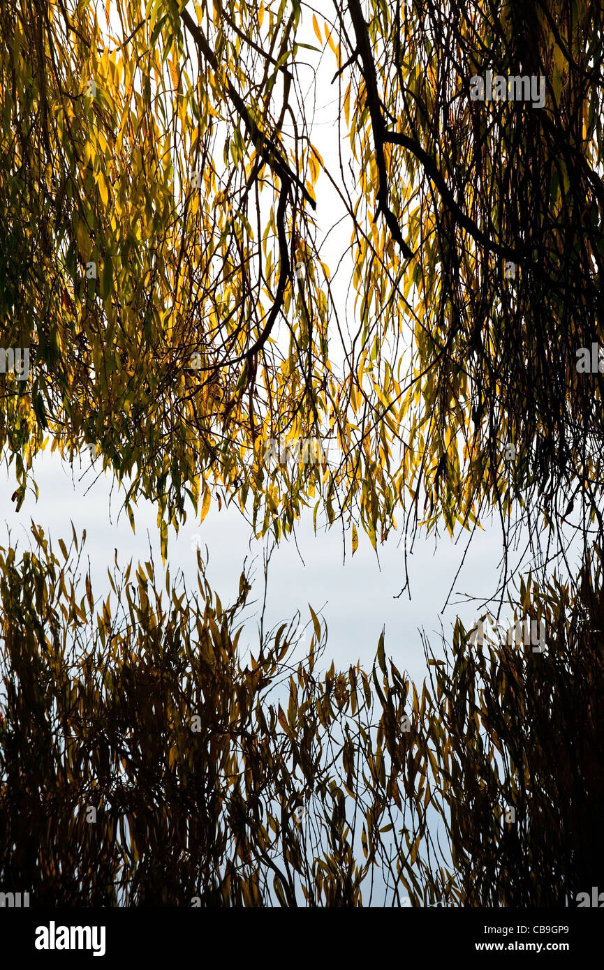 Reflection of a willow tree in water Stock Photo - Alamy