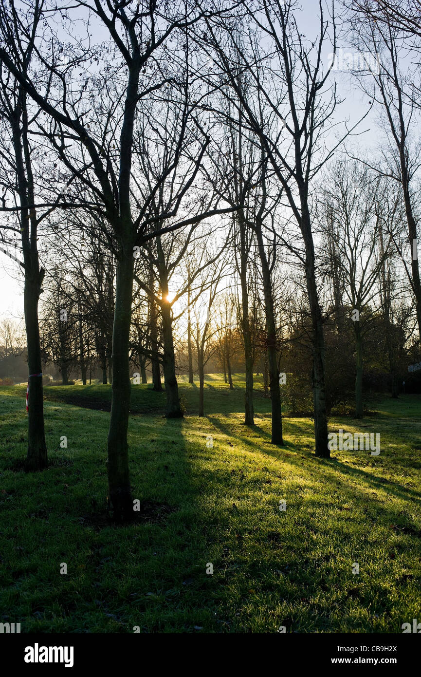 Early morning light seen through trees Stock Photo - Alamy