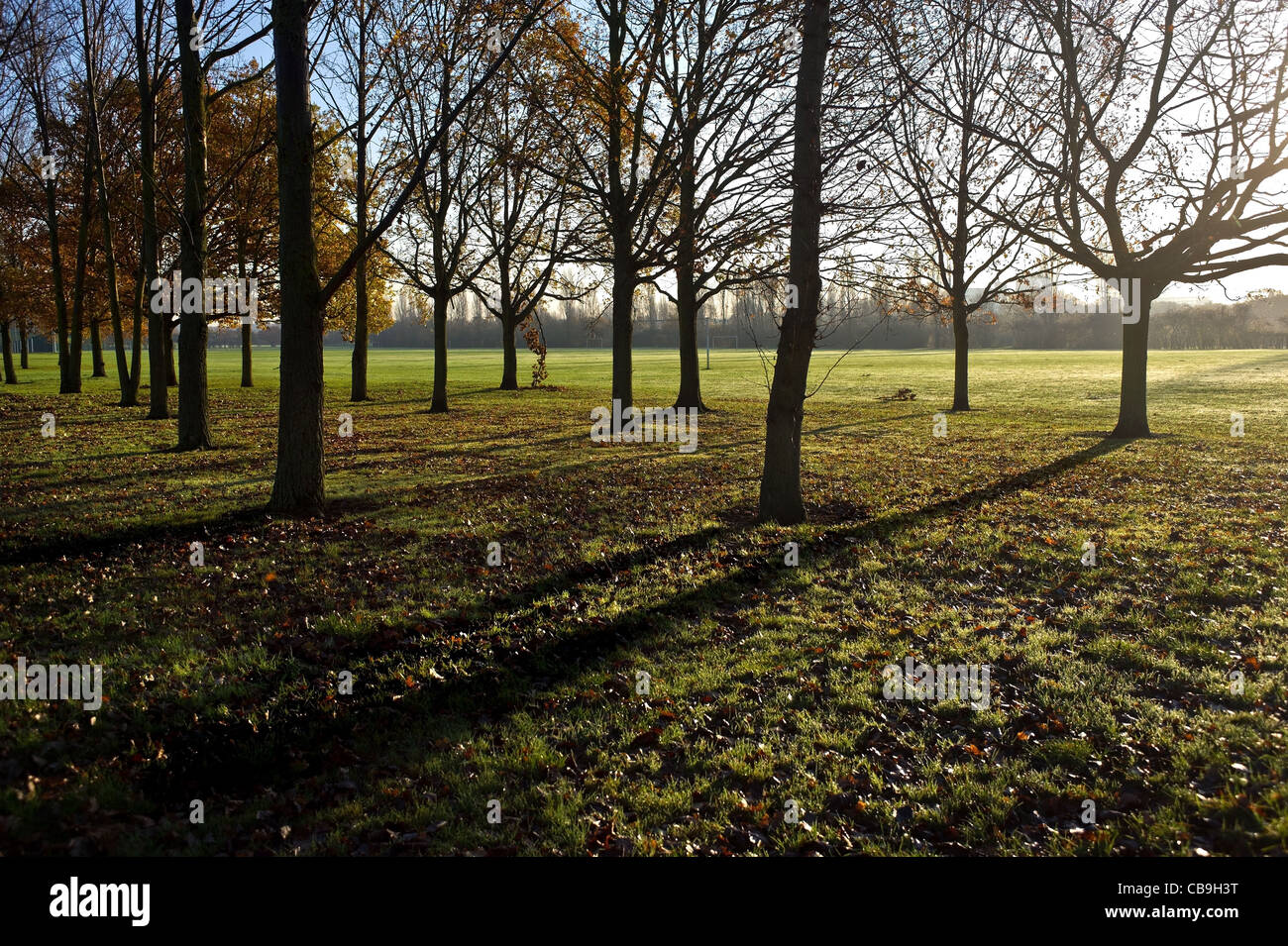 Early morning autumnal light seen through trees Stock Photo - Alamy