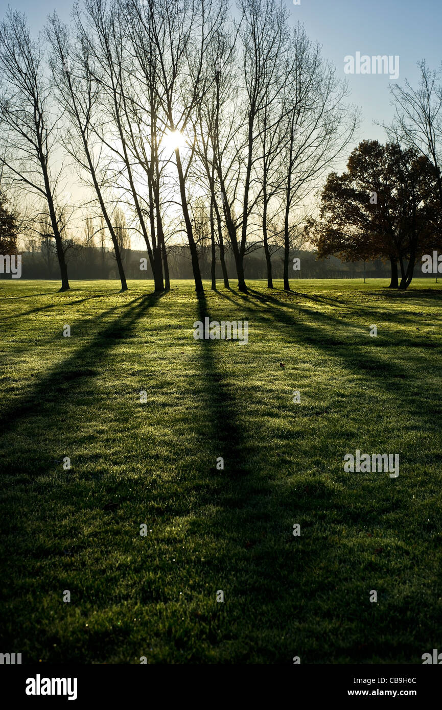 Early morning autumnal light seen through trees Stock Photo - Alamy