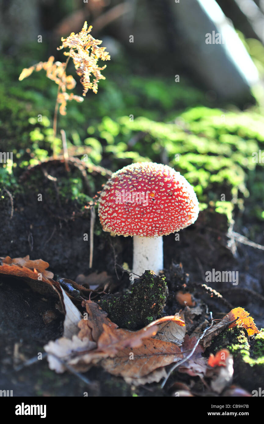 red toadstool white spots in forest wood winter scenery Stock Photo - Alamy