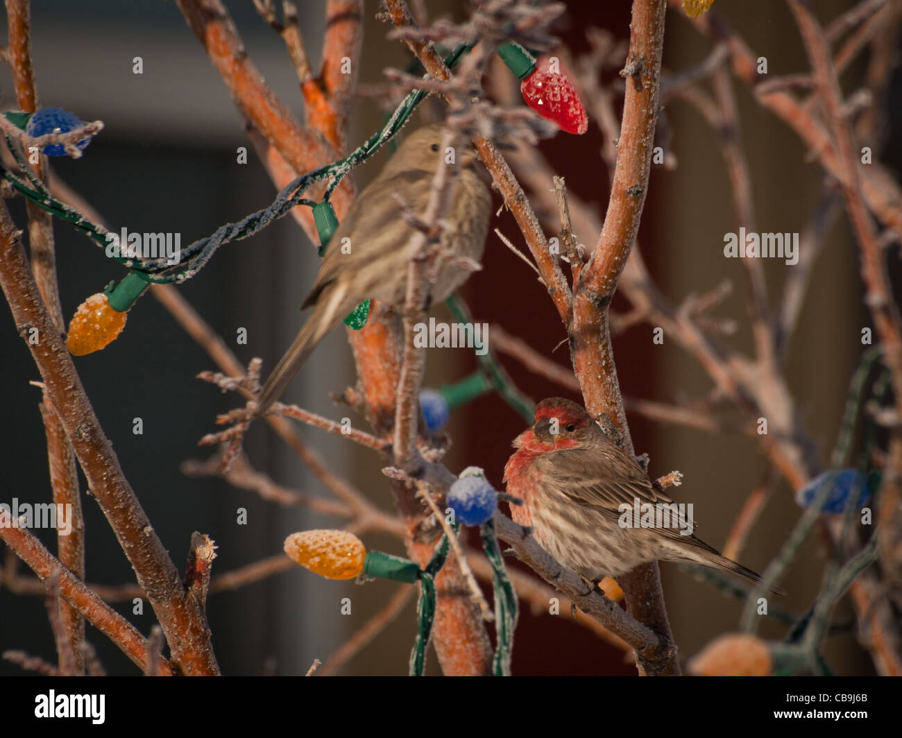 Christmas light on the tree Stock Photo - Alamy