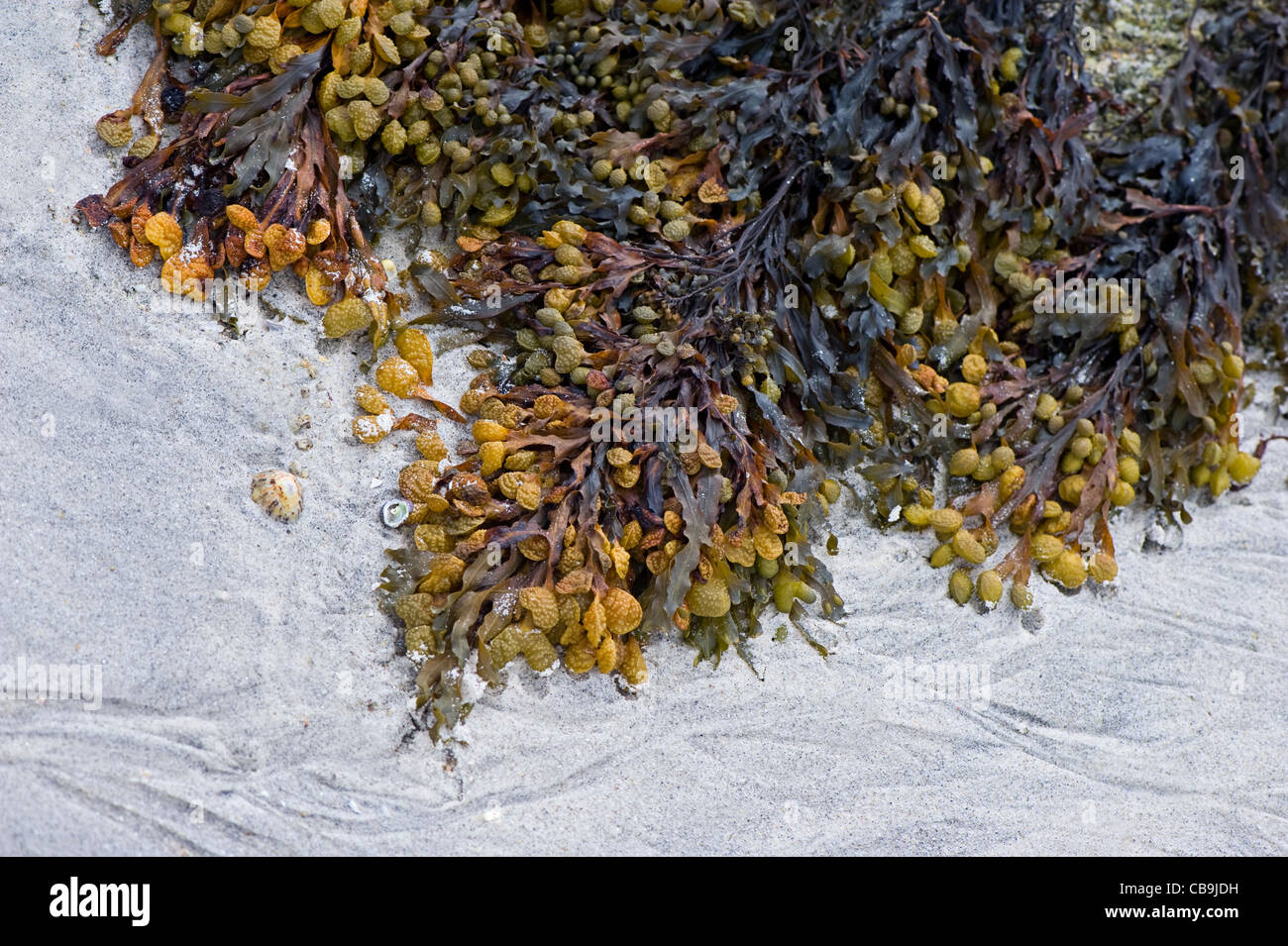 Seaweed on rocks hi-res stock photography and images - Alamy