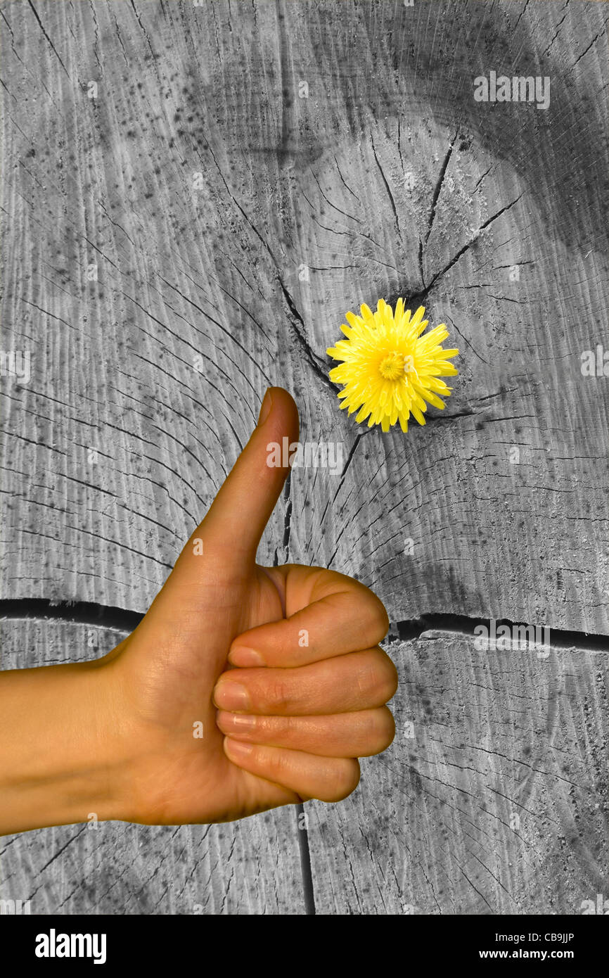 hand - number one and dandelion Stock Photo - Alamy
