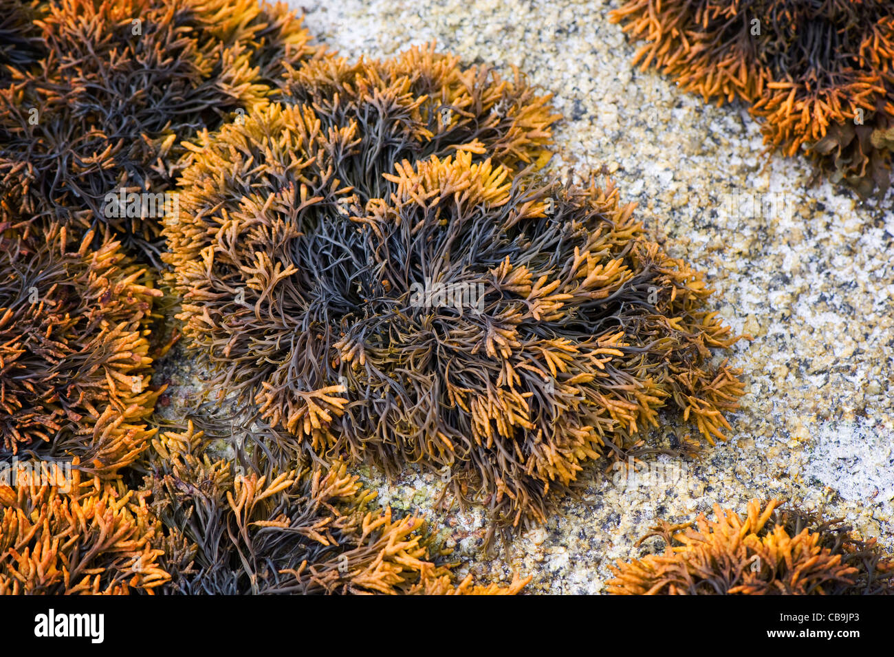 Seaweed on rocks Isles of Scilly Stock Photo - Alamy