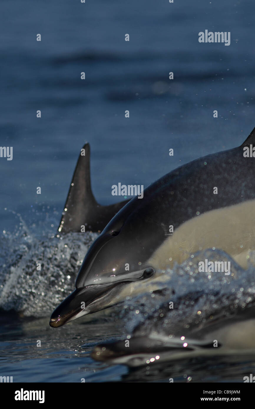 Common Dolphins (Delphinus delphis Stock Photo - Alamy