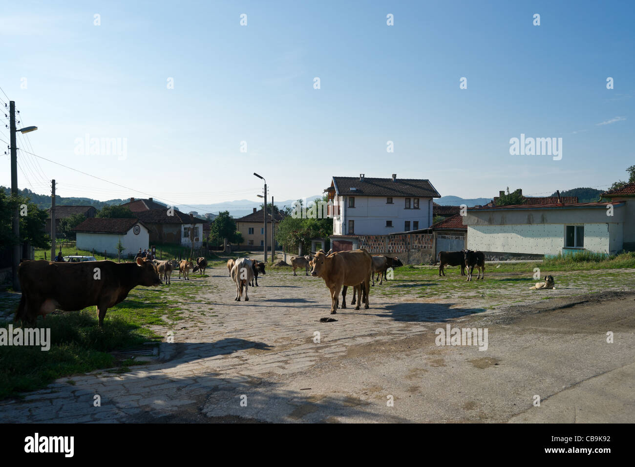 Collecting cows for grazing in Kalofer, Bulgaria Stock Photo - Alamy