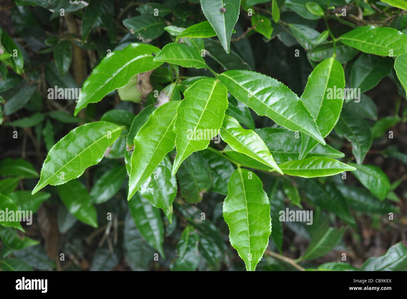 tea cultivation in south india Stock Photo - Alamy