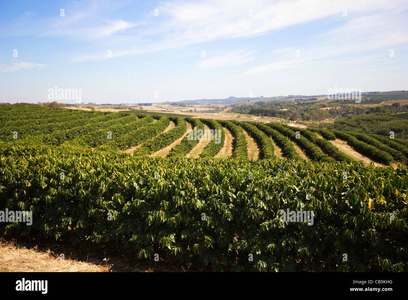 Coffee plantation in Brazil Stock Photo - Alamy