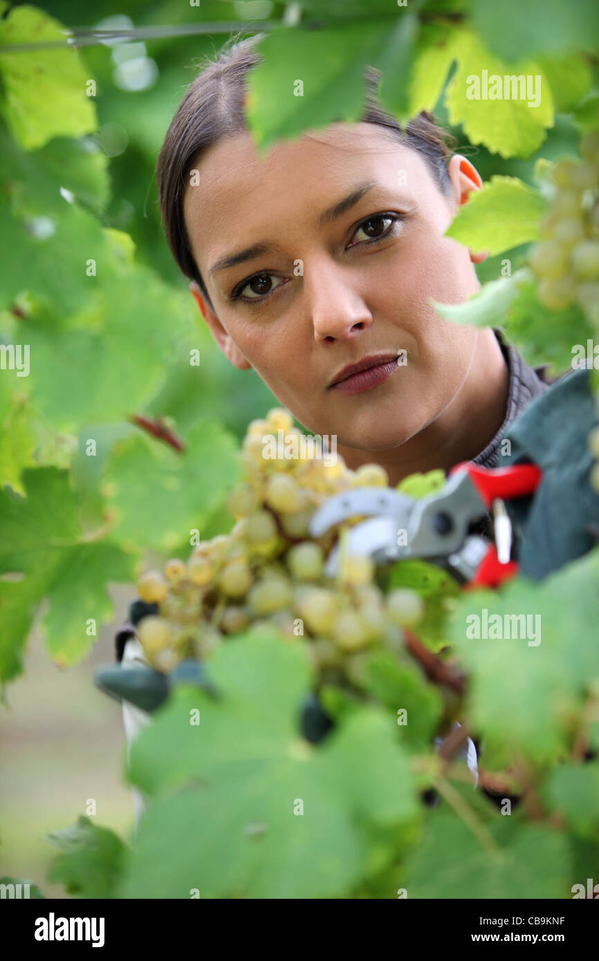 Woman gathering grapes from vine Stock Photo - Alamy