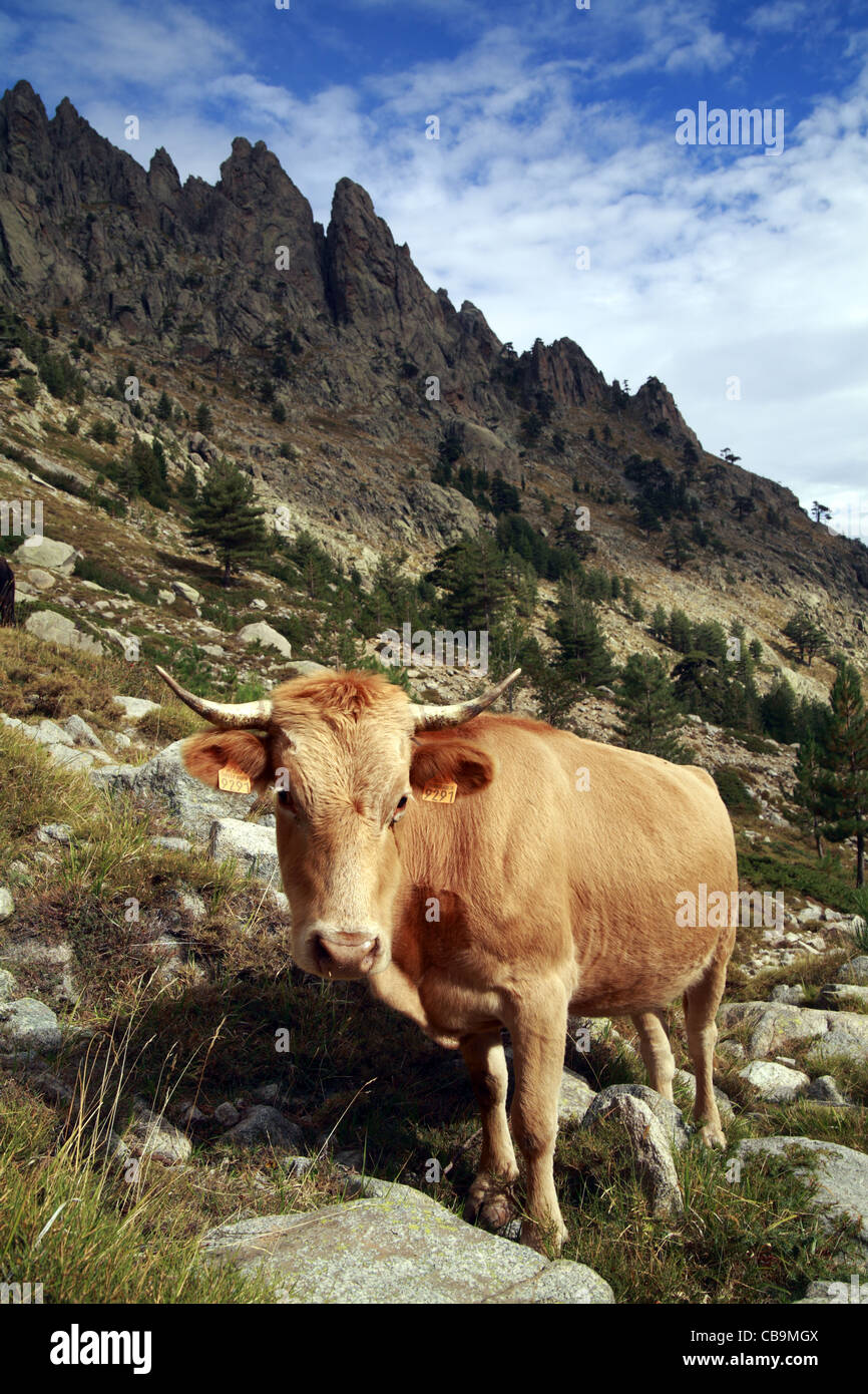 Herd of cows in the Valley of Restonica, Corsica, France Stock Photo ...