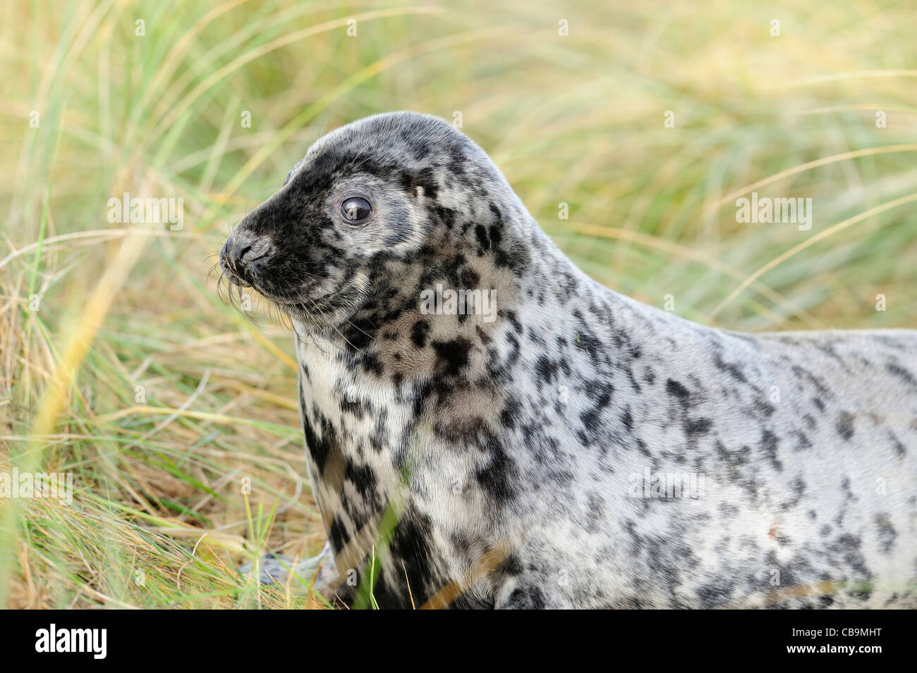gray seal in the sand dunes Stock Photo - Alamy