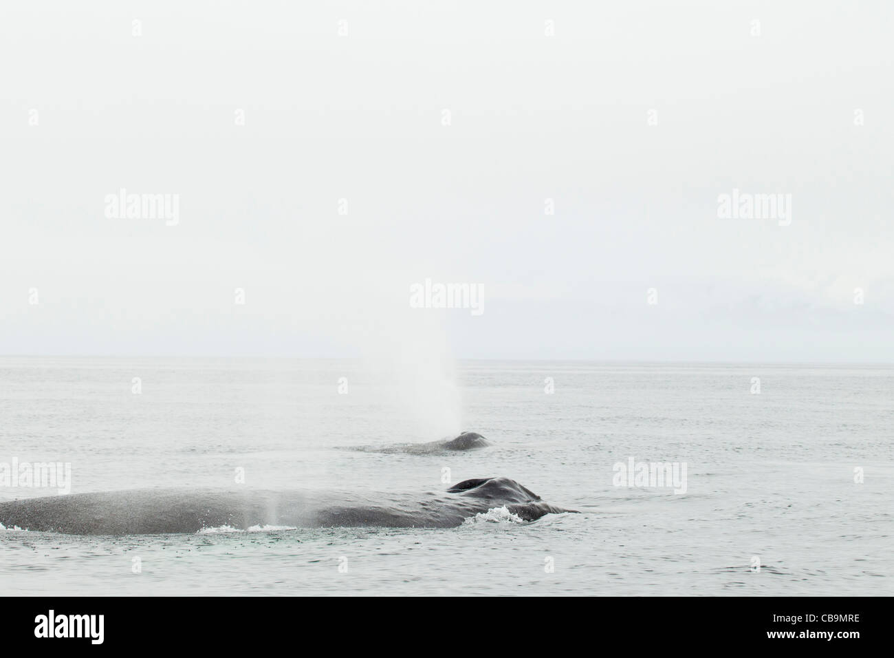Two Humpback Whales Blowing in the Rain] Stock Photo - Alamy