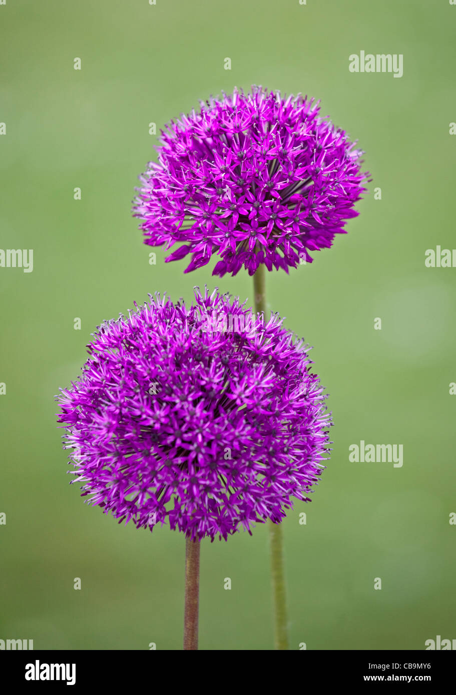 Giant Allium (allium giganteum Stock Photo - Alamy
