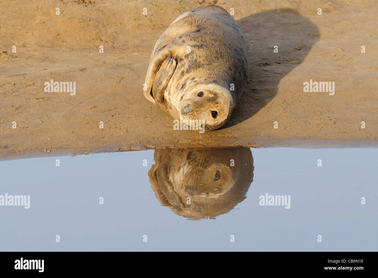 gray seal reflection in the water Stock Photo - Alamy