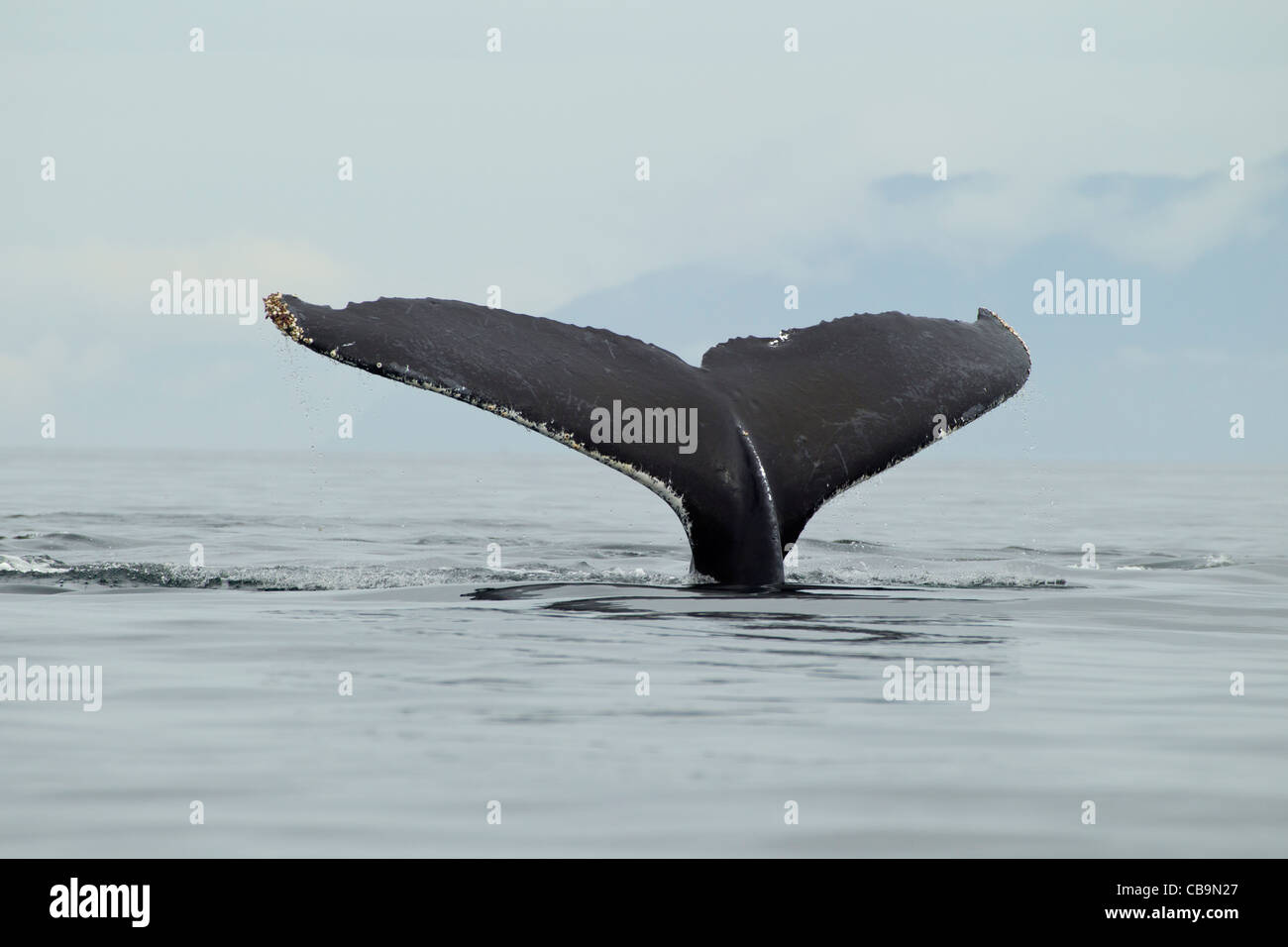 Fluking hi-res stock photography and images - Alamy