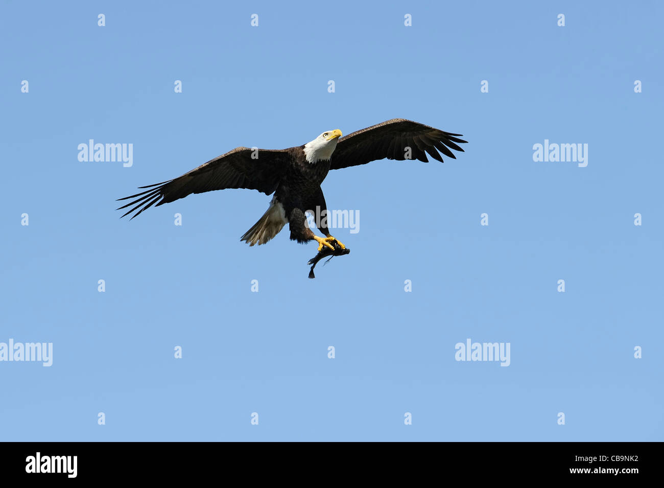 Bald eagle with fish in talons hi-res stock photography and images - Alamy