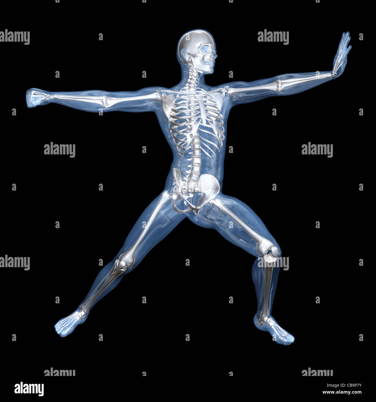 Anatomy - fighting Stock Photo - Alamy